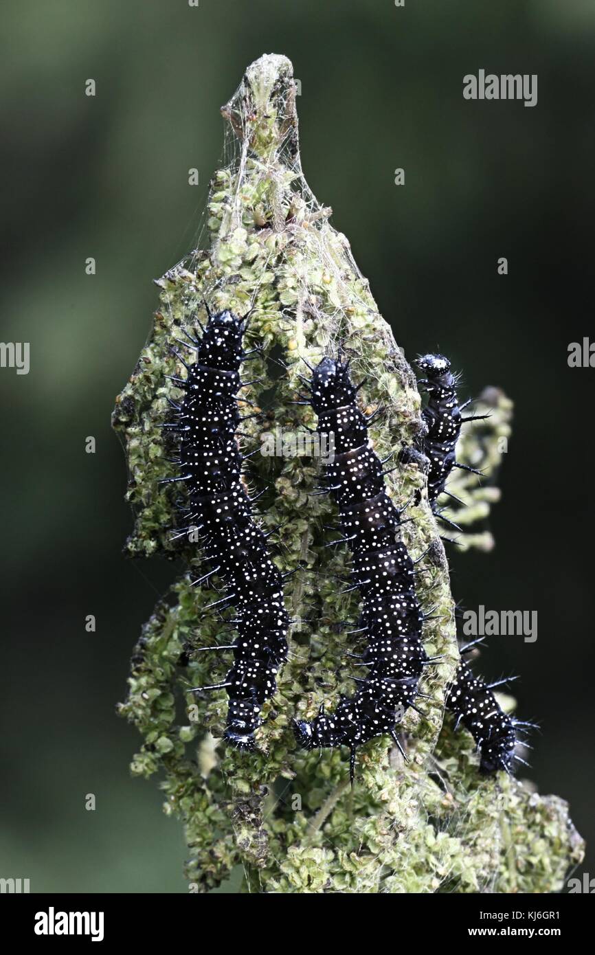 Europäische Tagpfauenauge Raupen Stockfotografie - Alamy