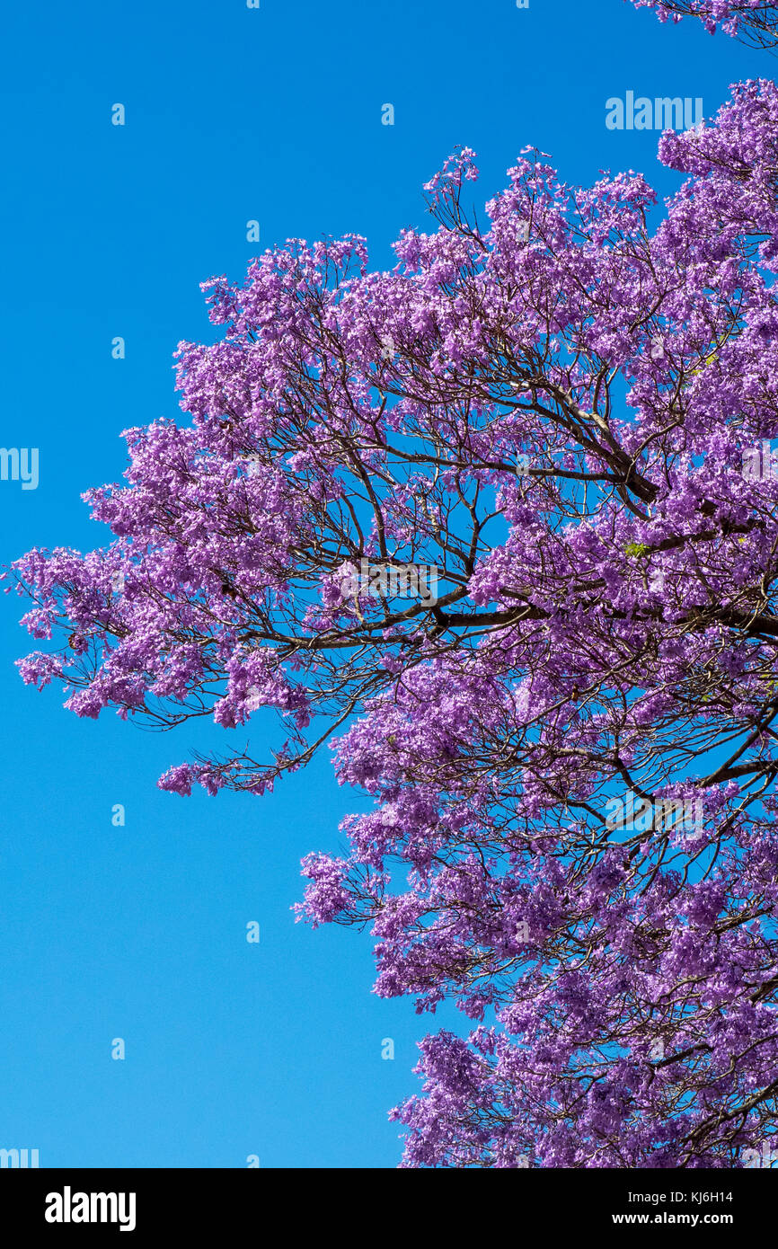 Yellow Jacaranda Tree Most Beautiful Tropical Trees