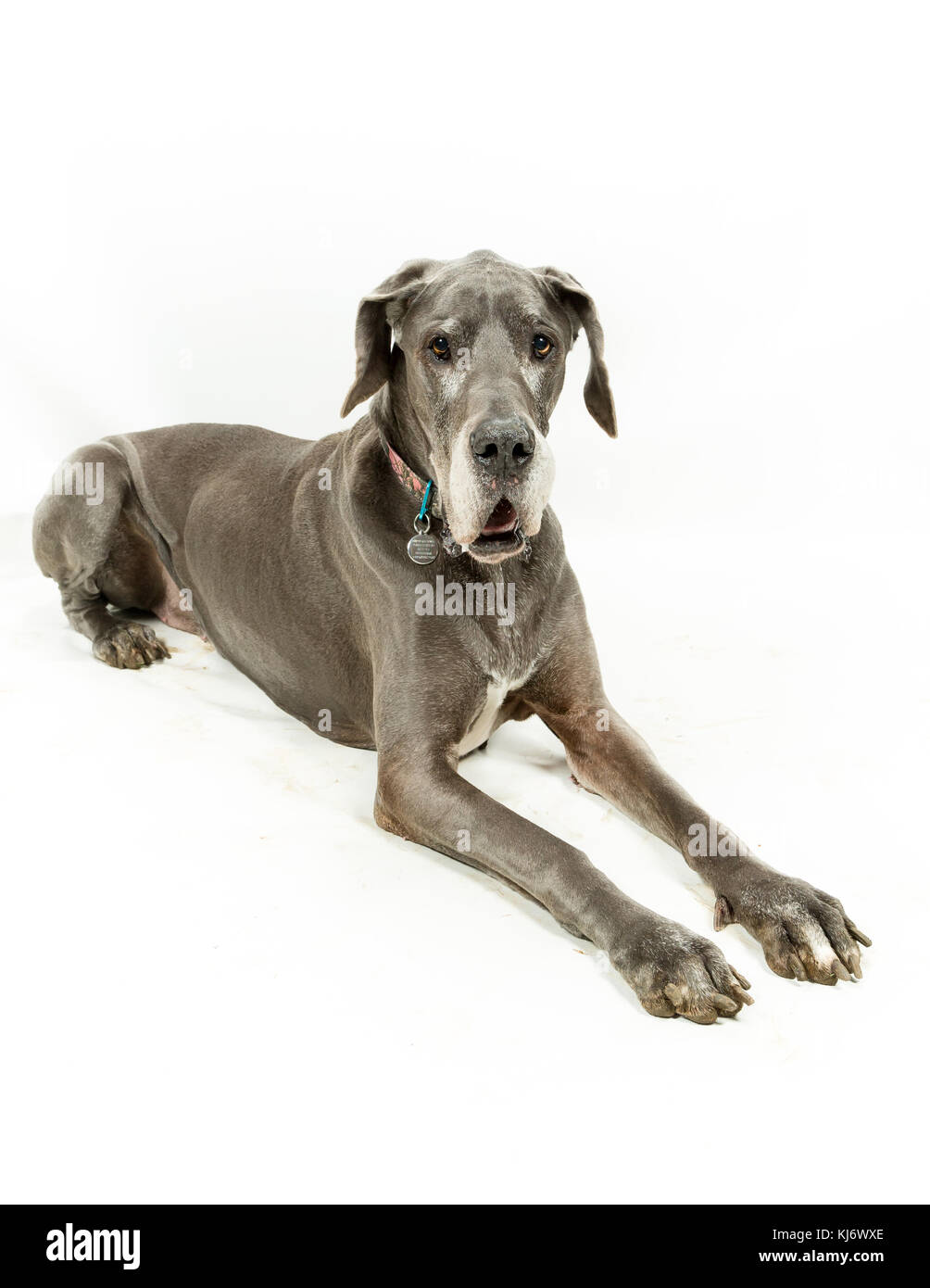 Graue Deutsche Dogge Stockfotos und -bilder Kaufen - Alamy