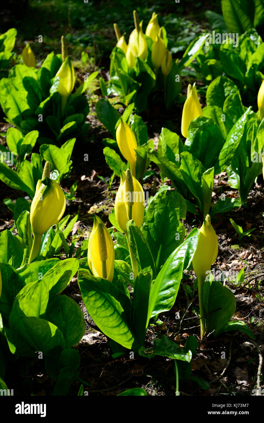 Lysichiton americanus, Gelb, Skunk cabbage, Blumen, blühen, blühen ...