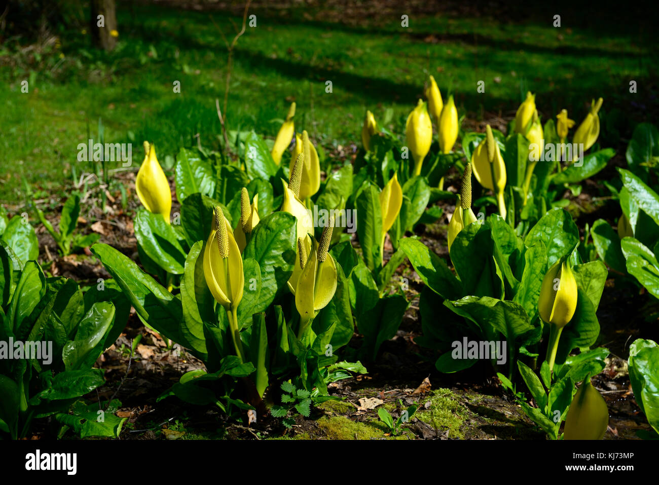 Lysichiton americanus, Gelb, Skunk cabbage, Blumen, blühen, blühen ...