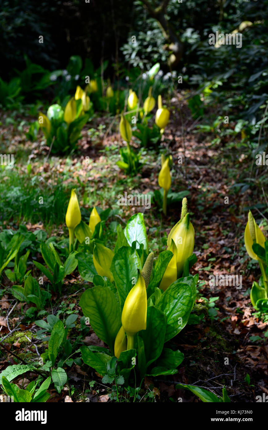 Lysichiton americanus, Gelb, Skunk cabbage, Blumen, blühen, blühen ...