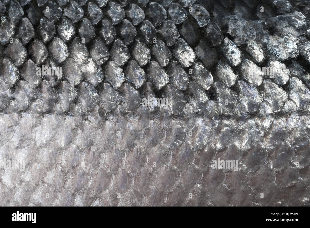 Fischschuppen Lachs makro Bild Stockfotografie - Alamy