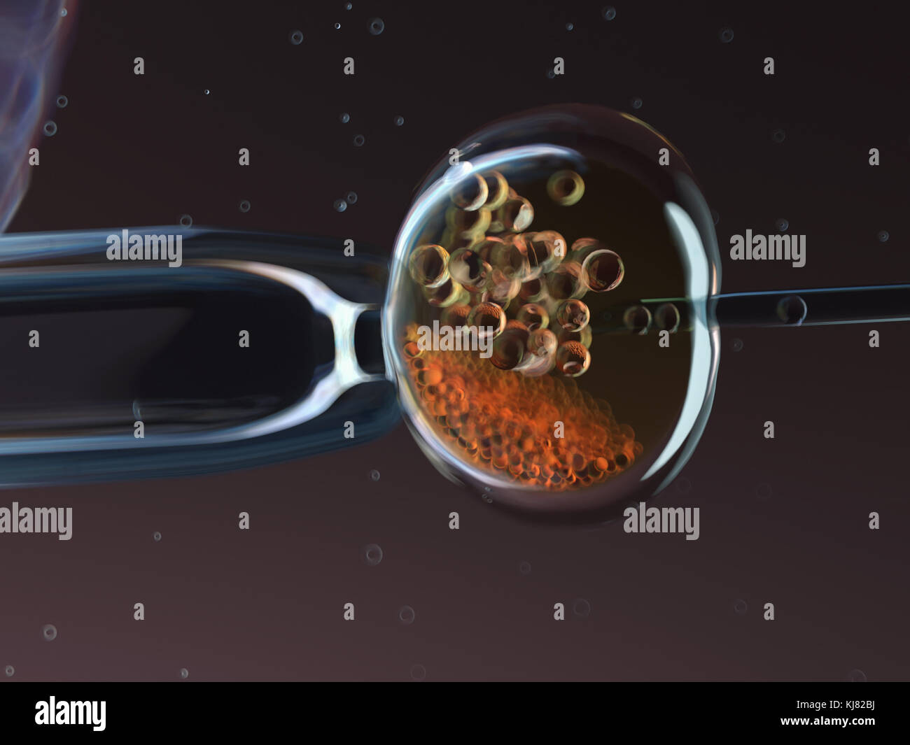 Befruchtung Eizelle Stockfotos und -bilder Kaufen - Alamy