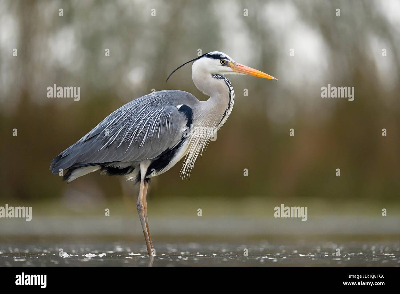 Ardea Cinerea Graureiher Stockfotos und -bilder Kaufen - Alamy