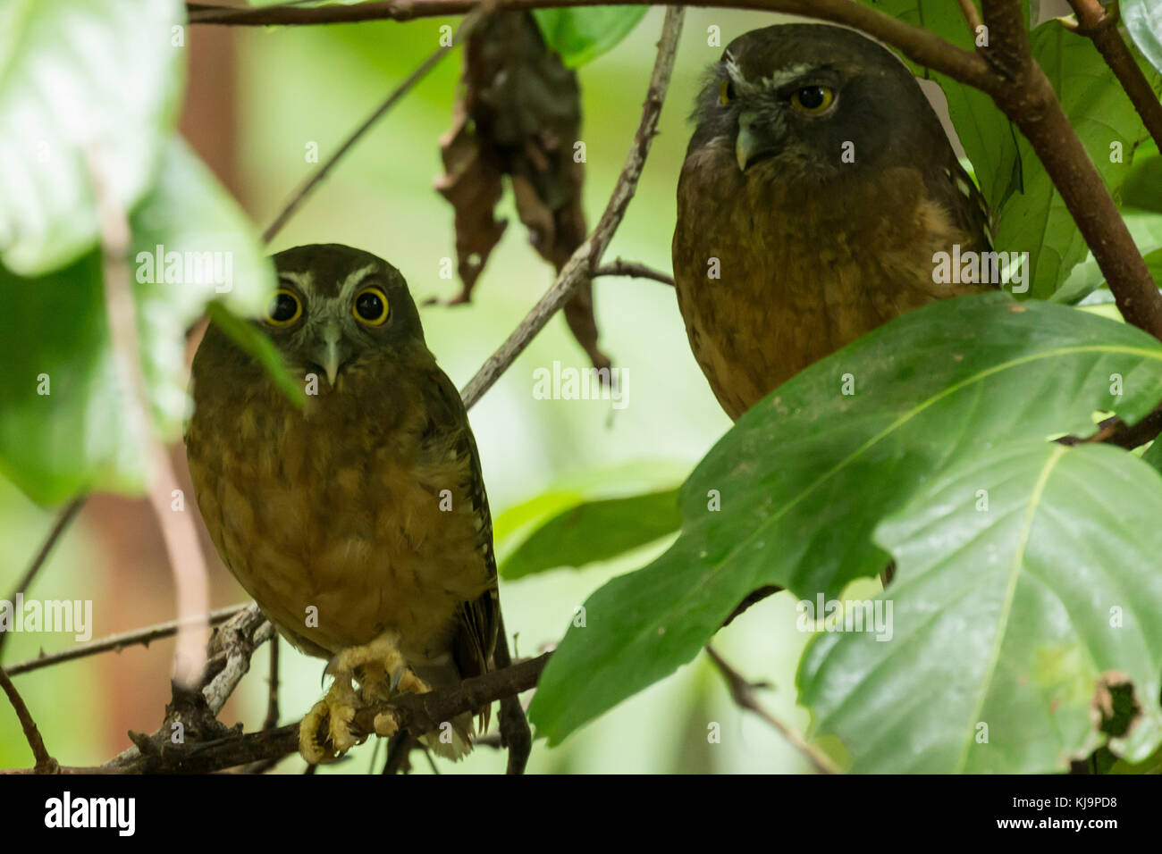 Boobook Owl Stockfotos und -bilder Kaufen - Alamy