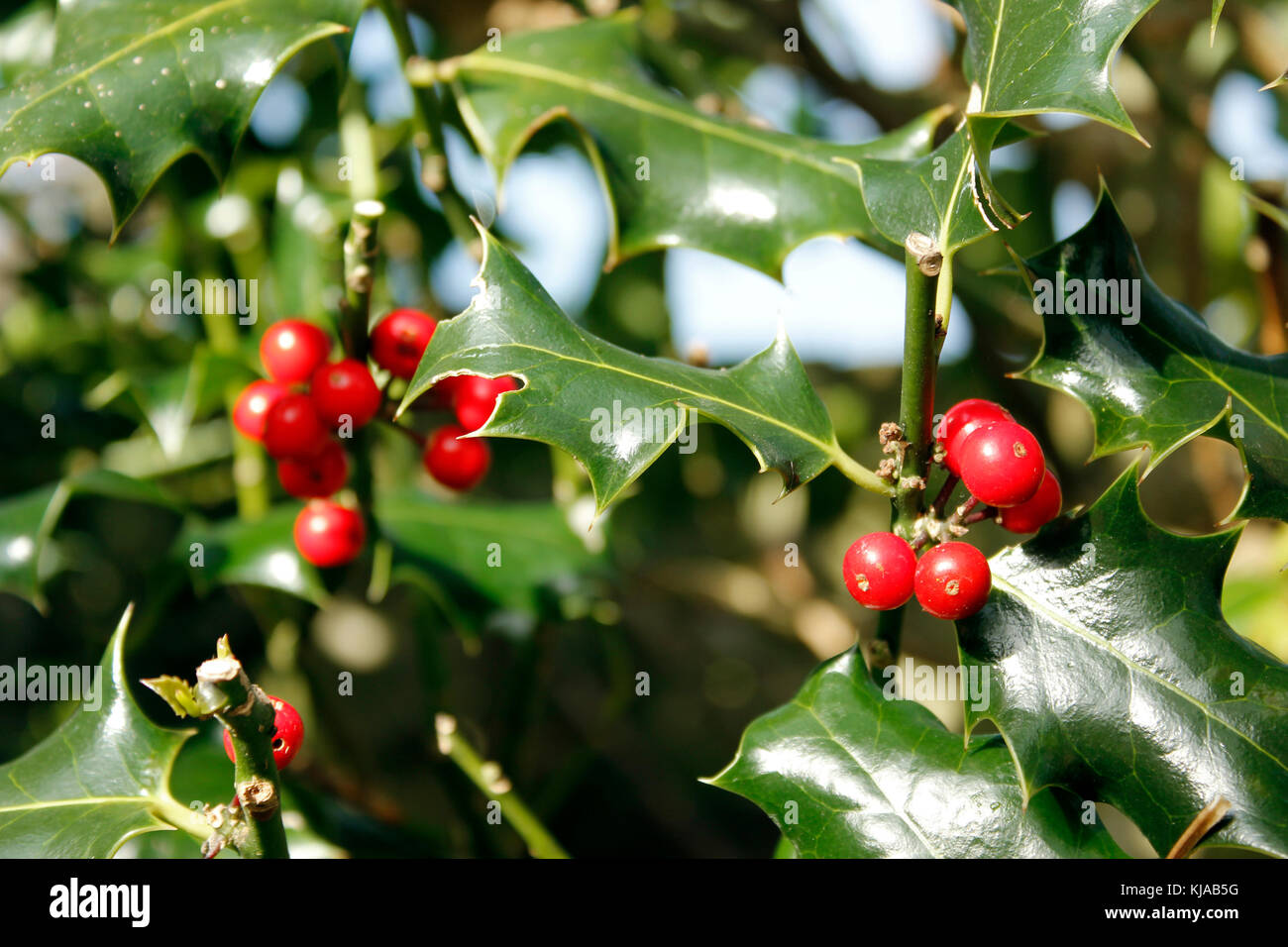 Ilex zweig -Fotos und -Bildmaterial in hoher Auflösung – Alamy