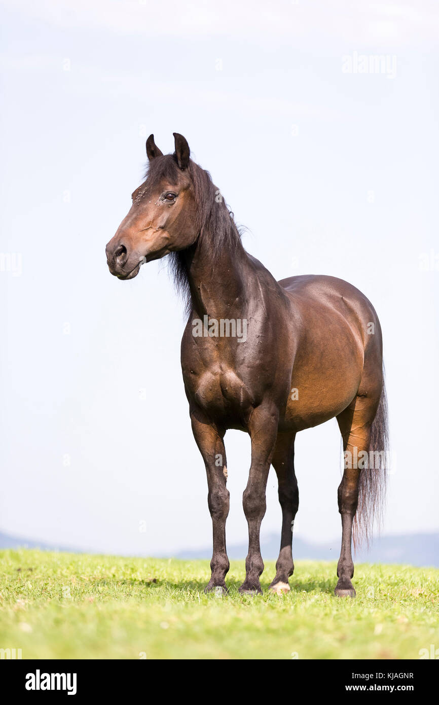 Der morgan -Fotos und -Bildmaterial in hoher Auflösung – Alamy