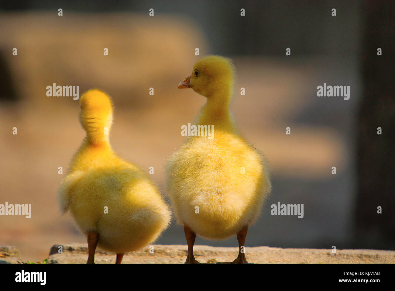 Cartoon illustration funny comic duck -Fotos und -Bildmaterial in hoher ...