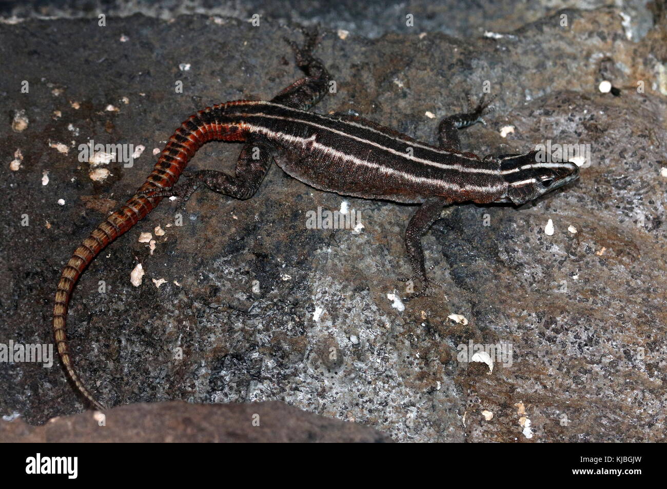 Platysaurus lebomboensis Stockfotos und -bilder Kaufen - Alamy