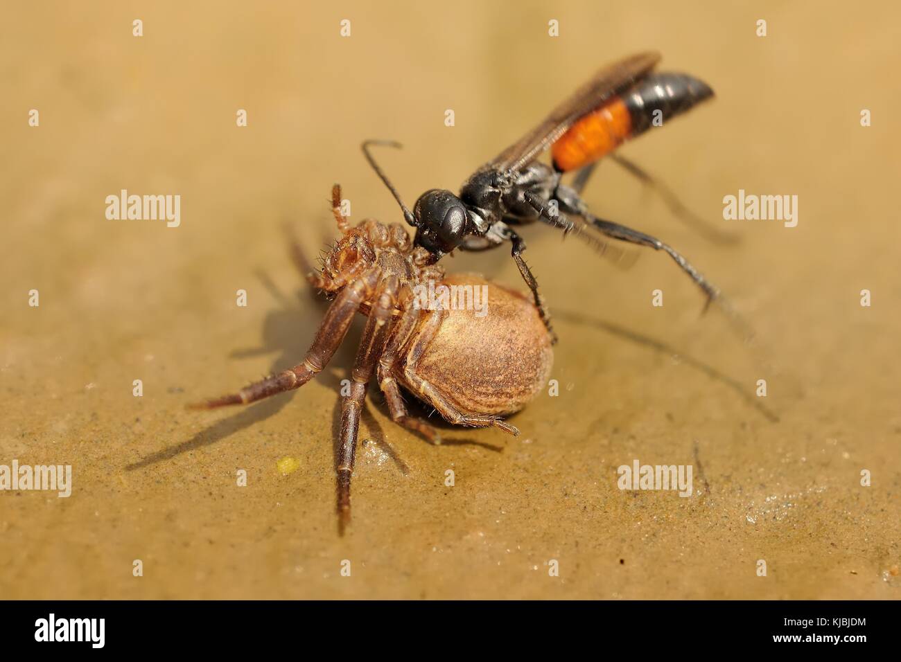 Priocnemis vulgaris -Fotos und -Bildmaterial in hoher Auflösung – Alamy