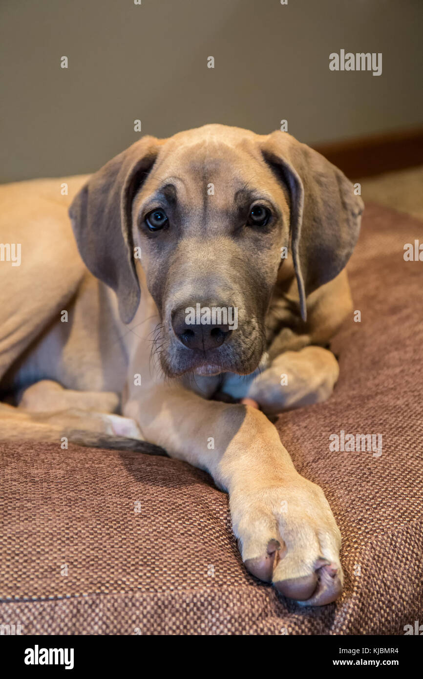 Deutsche Dogge Welpe 'evie' auf Ihrem Bett in Issaquah, Washington, USA ...