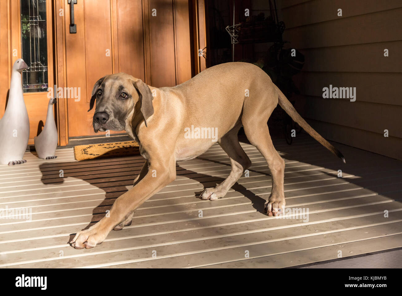 Abstammung deutsche dogge -Fotos und -Bildmaterial in hoher Auflösung ...