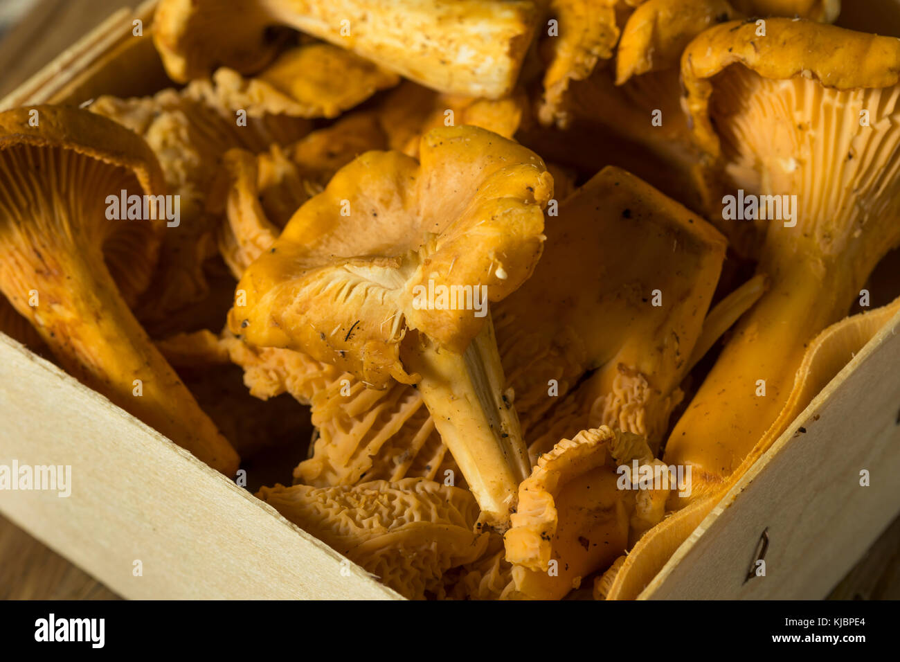 Pfifferling Wald Stockfotos und -bilder Kaufen - Alamy