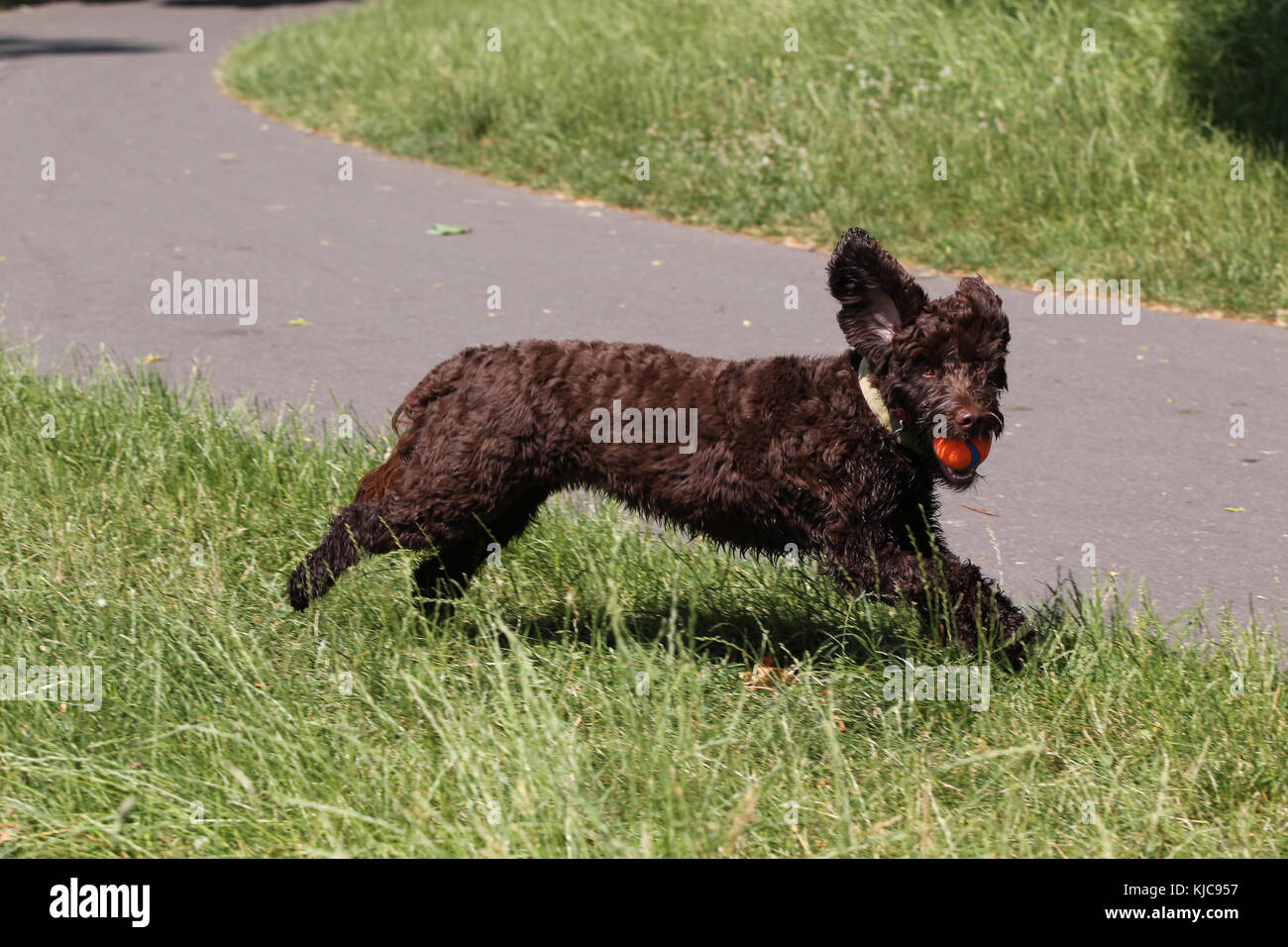 Chocolate Cockapoo Stockfotos und -bilder Kaufen - Alamy