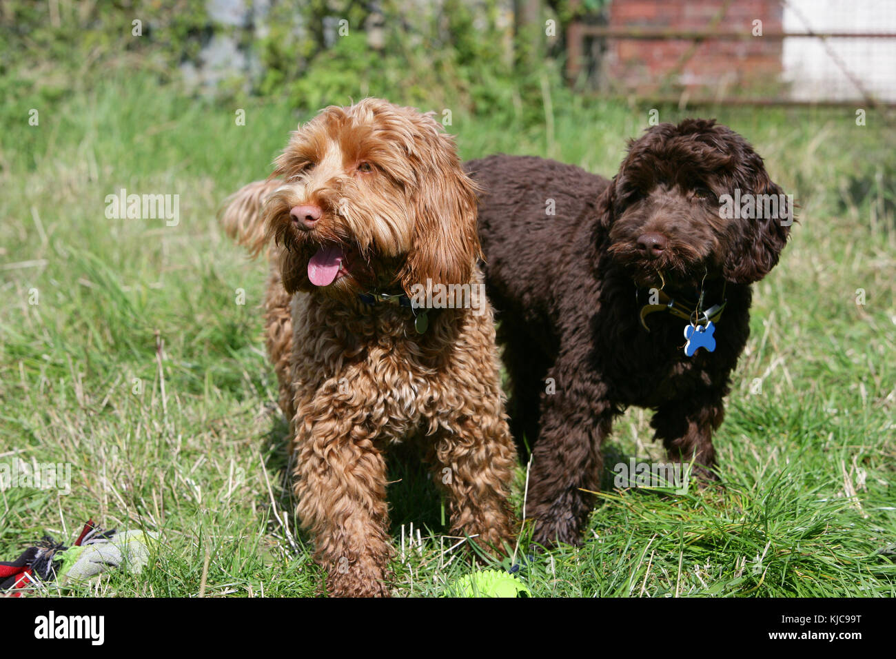 Chocolate Cockapoo Stockfotos und -bilder Kaufen - Alamy