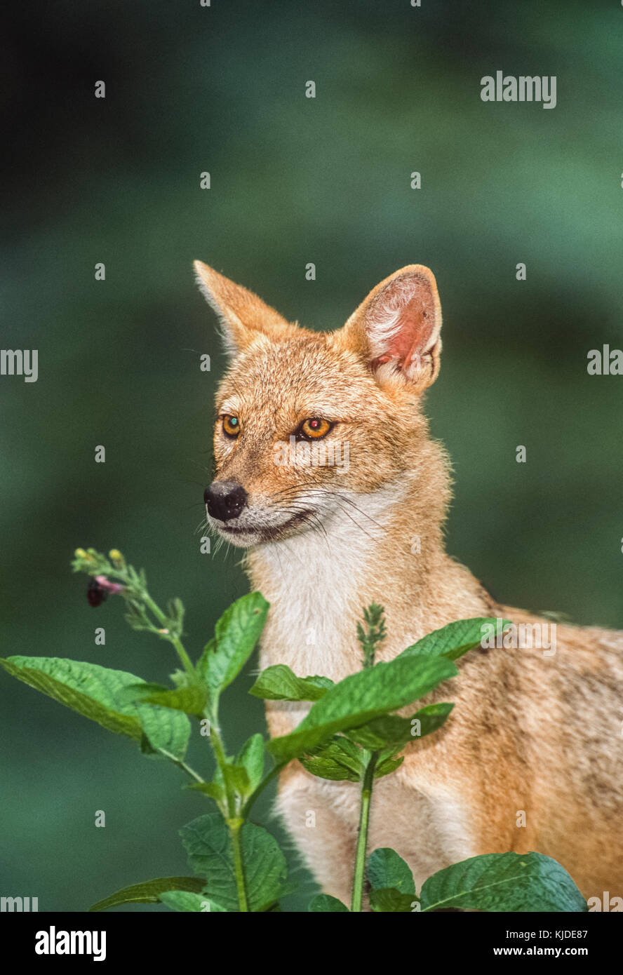Goldener schakal indien -Fotos und -Bildmaterial in hoher Auflösung – Alamy