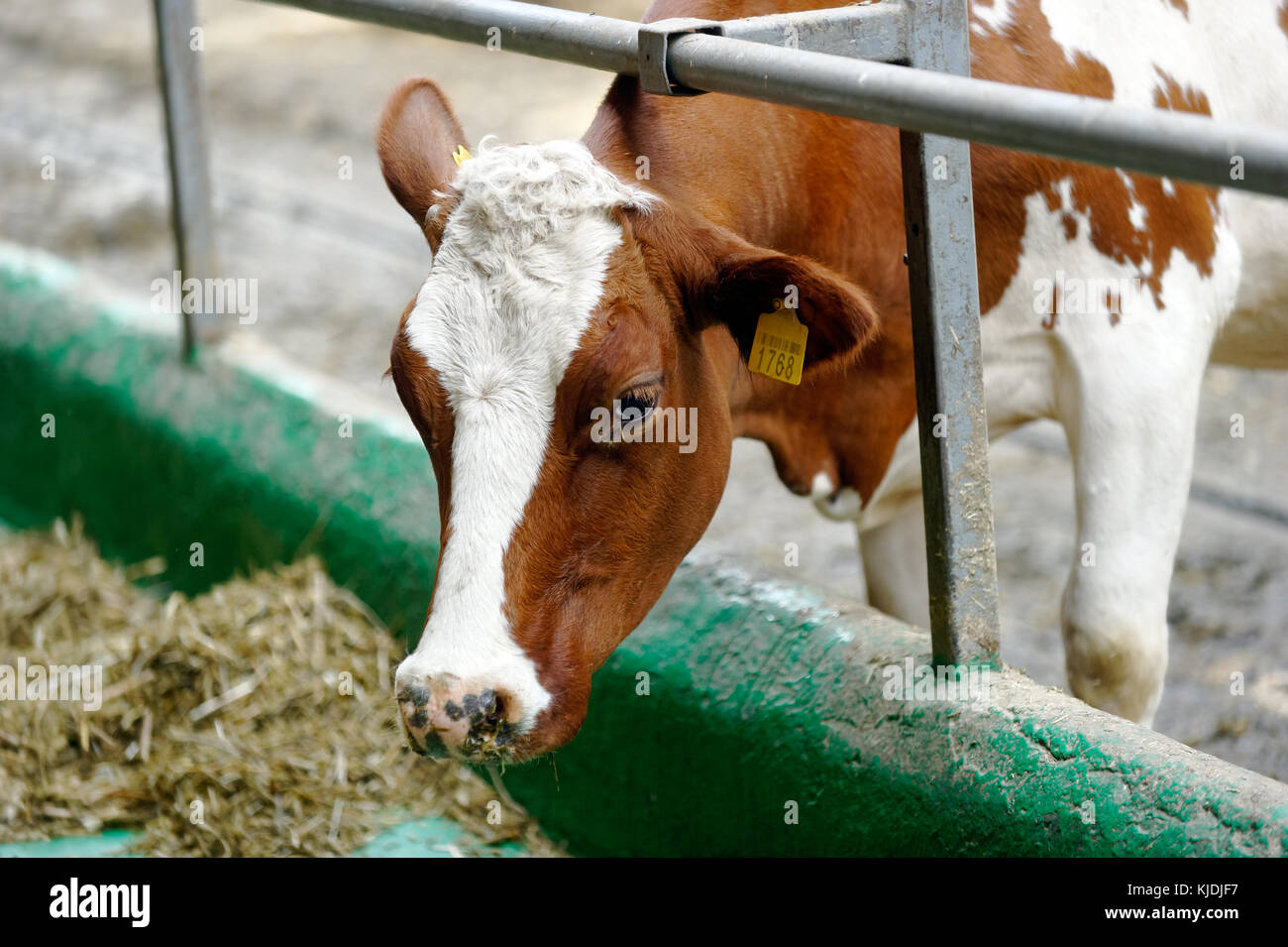 Cattle Stall Stockfotos und -bilder Kaufen - Alamy