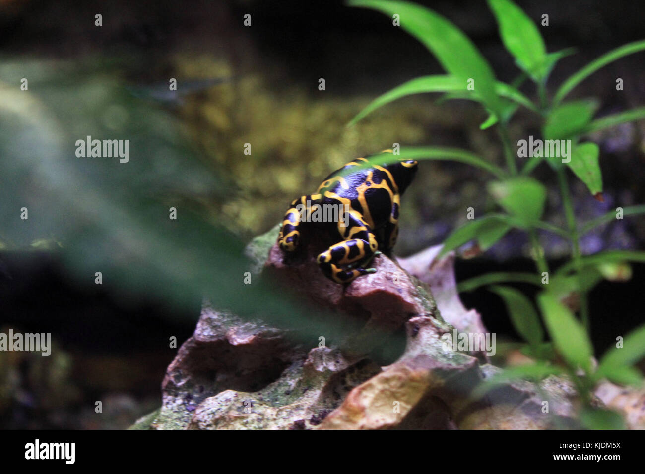 Goldener pfeilgiftfrosch -Fotos und -Bildmaterial in hoher Auflösung ...