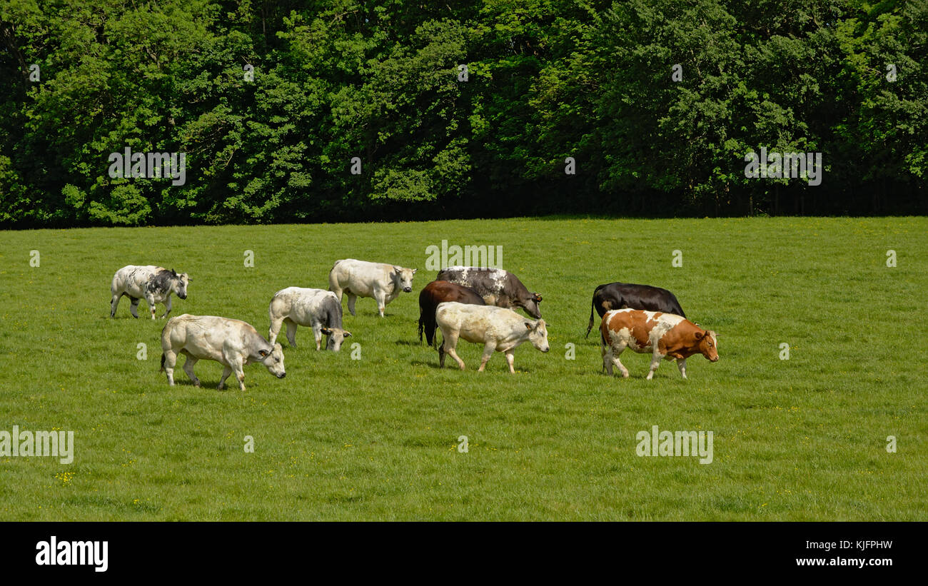 Holstein Friesian Bull Stockfotos und -bilder Kaufen - Alamy