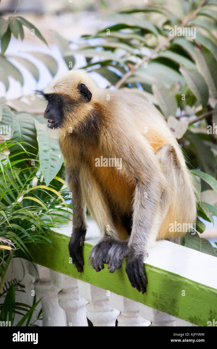 An einer wand sitzen -Fotos und -Bildmaterial in hoher Auflösung – Alamy
