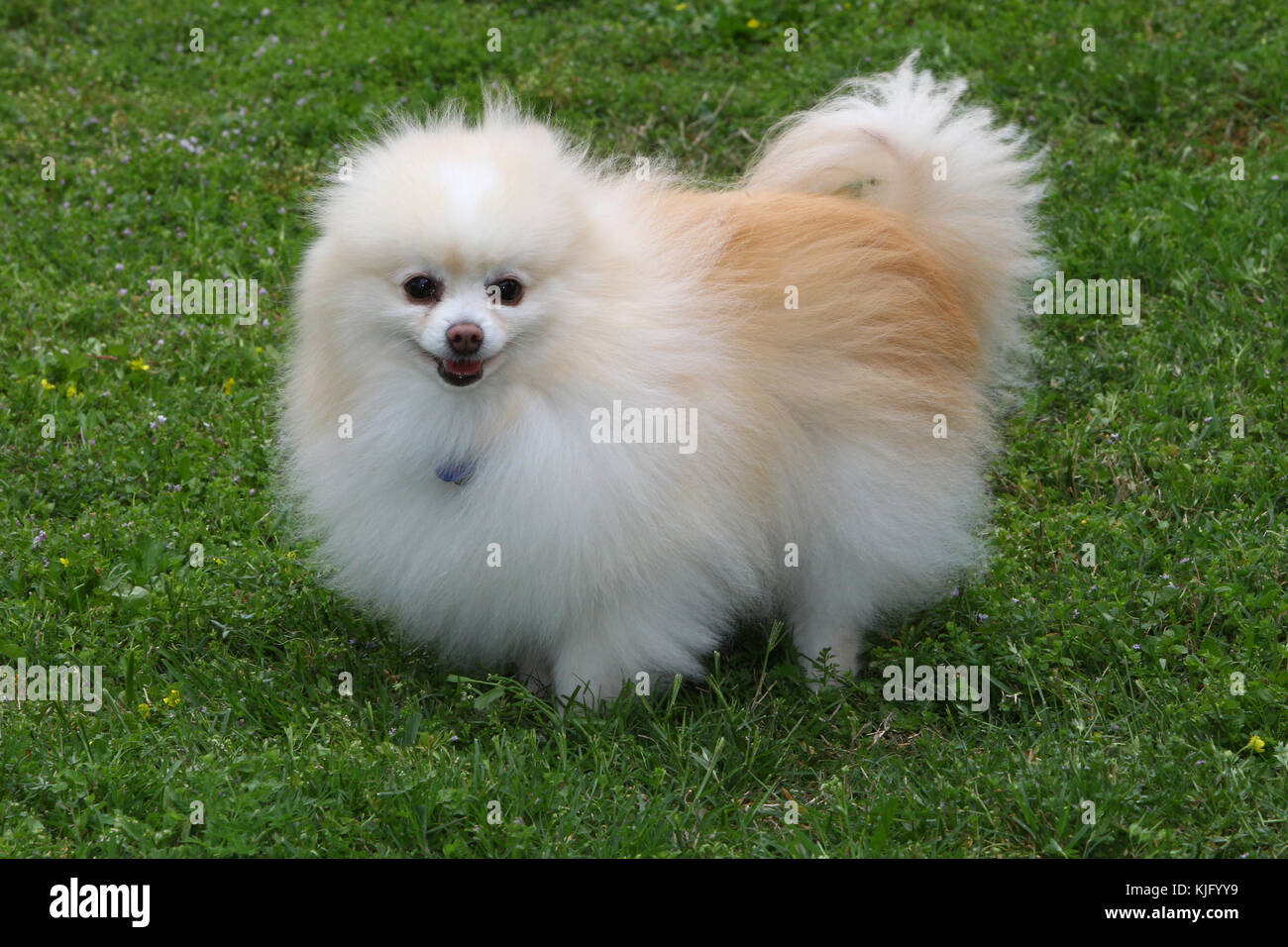 Dwarf Spitz Stockfotos & Dwarf Spitz Bilder - Alamy