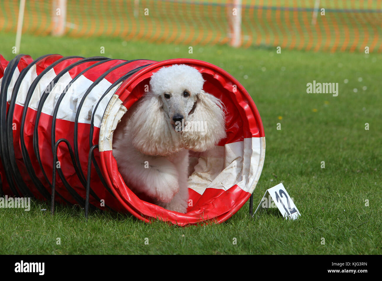 Tunnel agility dog -Fotos und -Bildmaterial in hoher Auflösung – Alamy