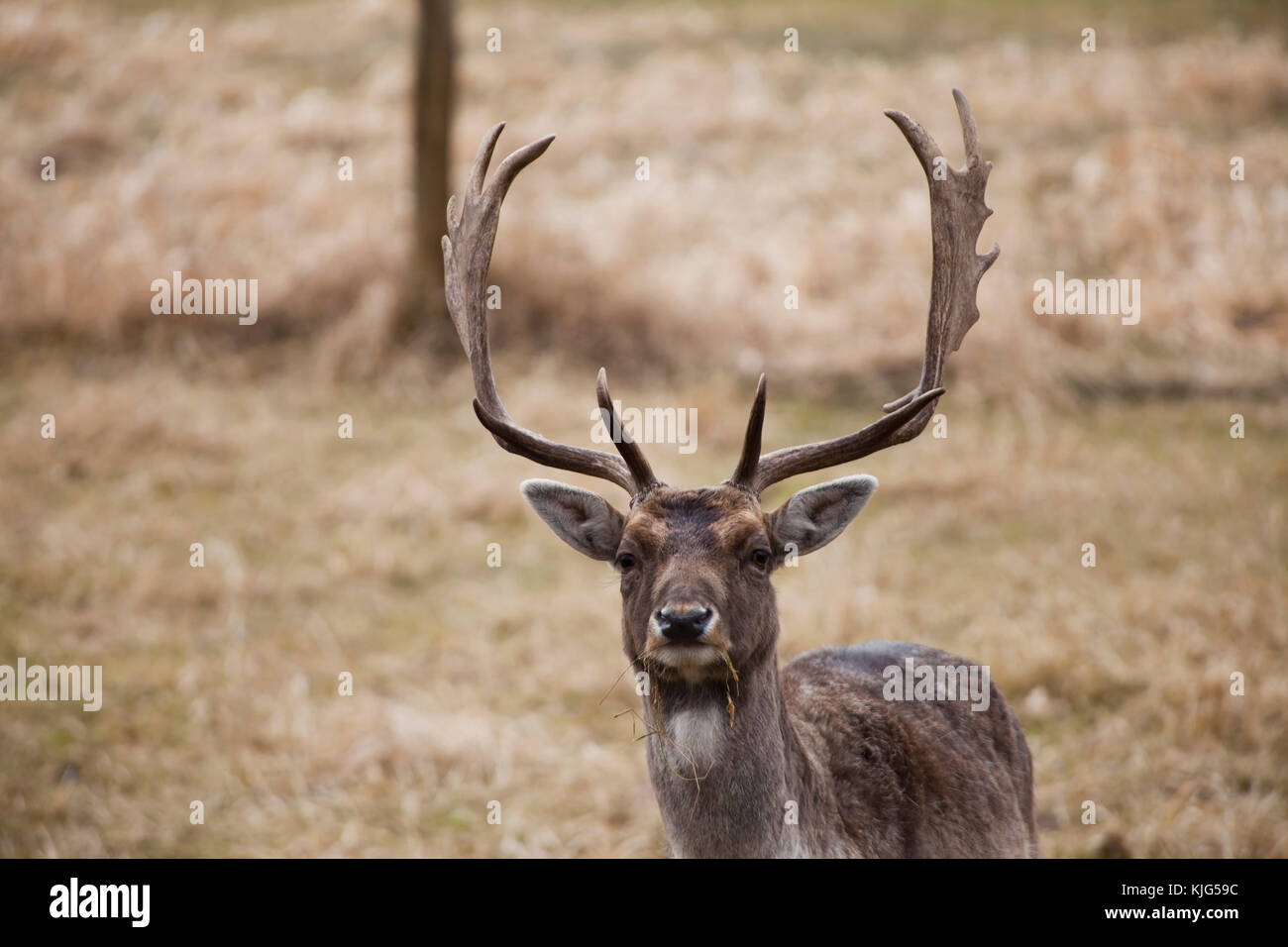 Damwild auf der wiese -Fotos und -Bildmaterial in hoher Auflösung – Alamy