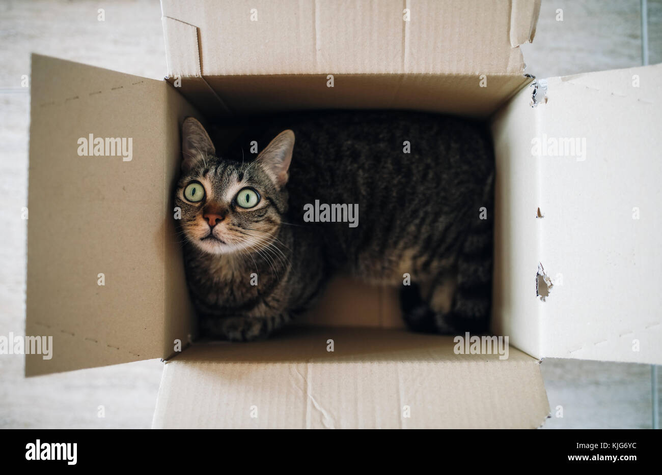 Katze im karton -Fotos und -Bildmaterial in hoher Auflösung – Alamy