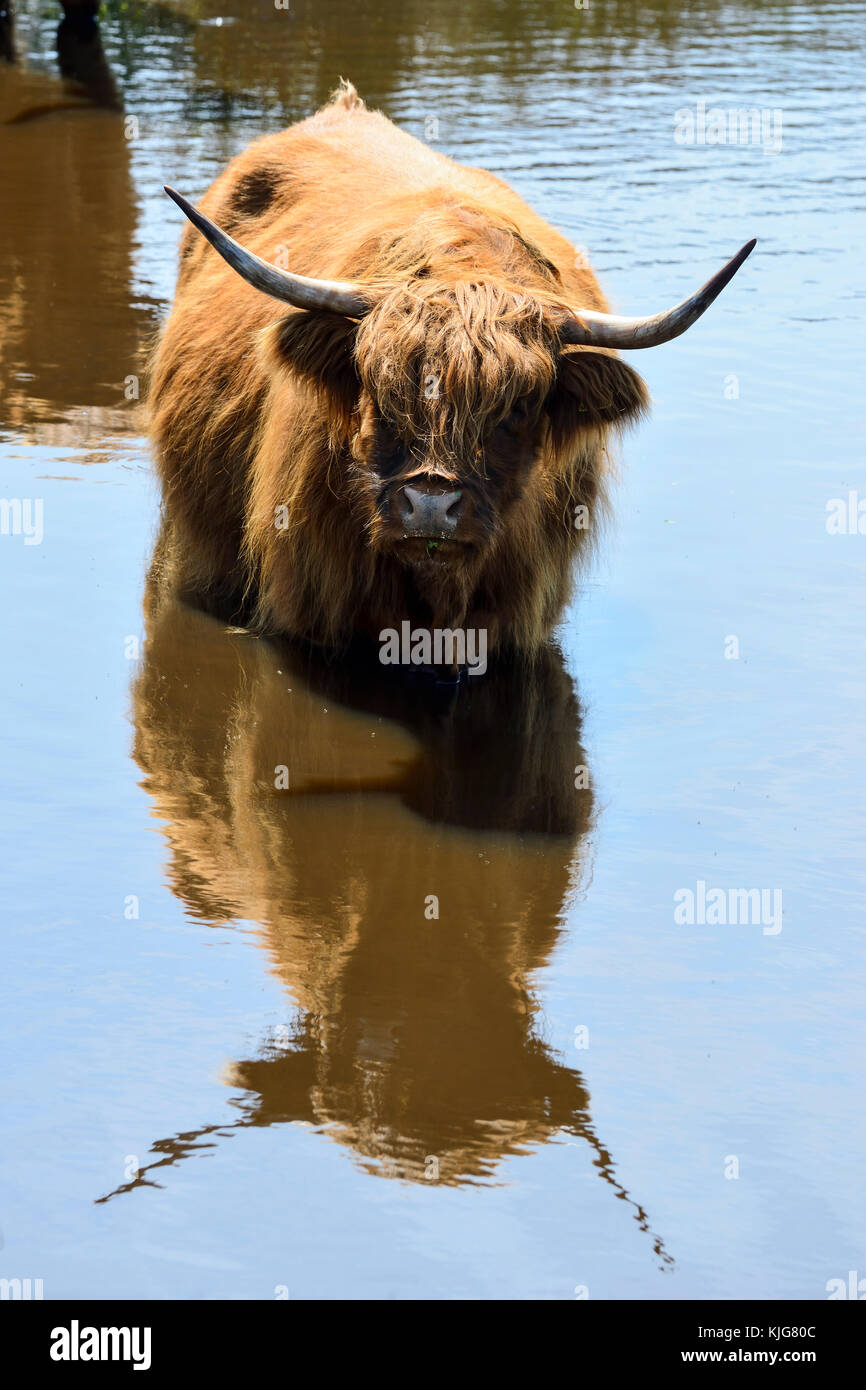 Langhaarige Highland Cattle Abkühlung in den Feuchtgebieten bei Van ...