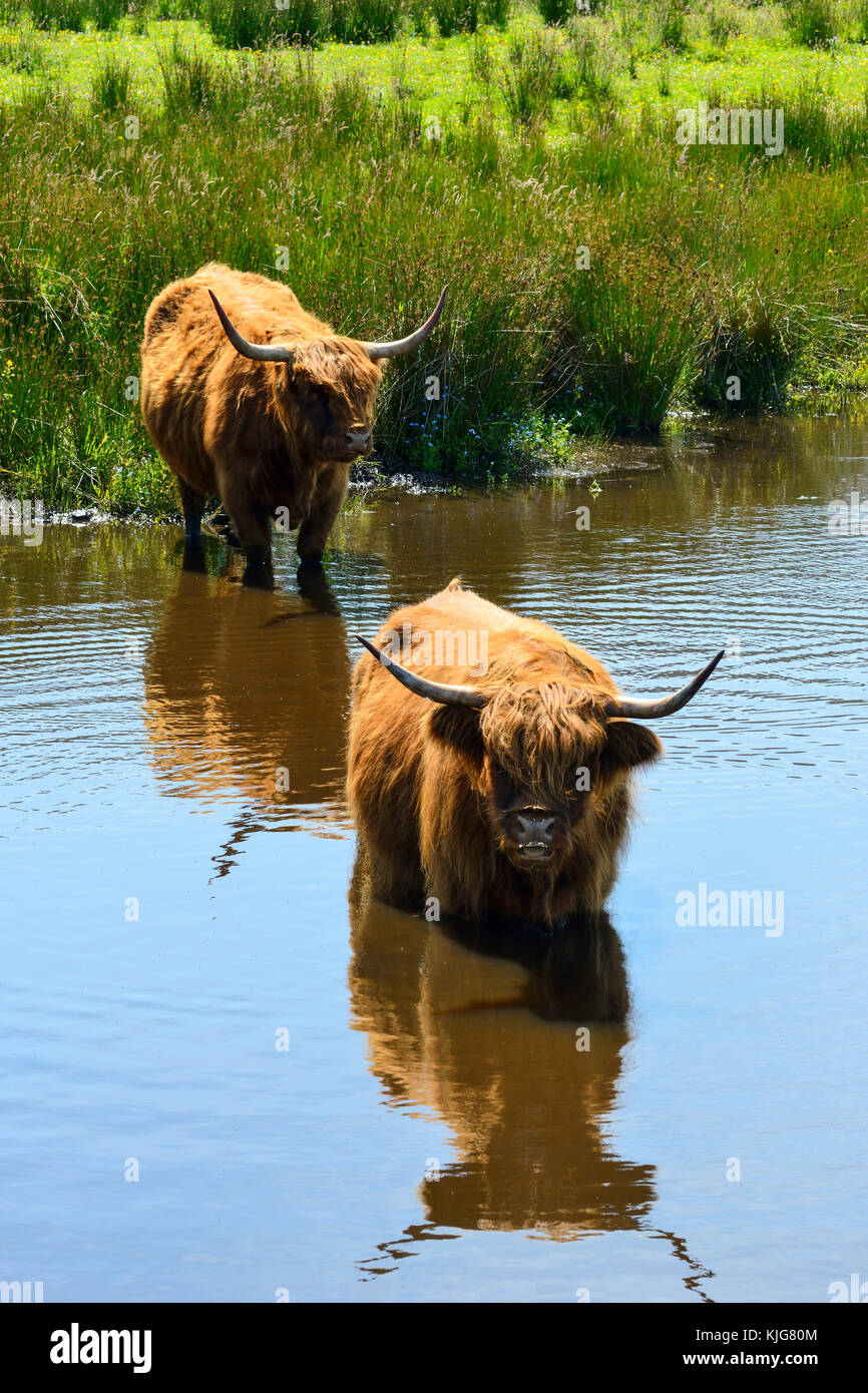Langhaarige Highland Cattle Abkühlung in den Feuchtgebieten bei Van ...