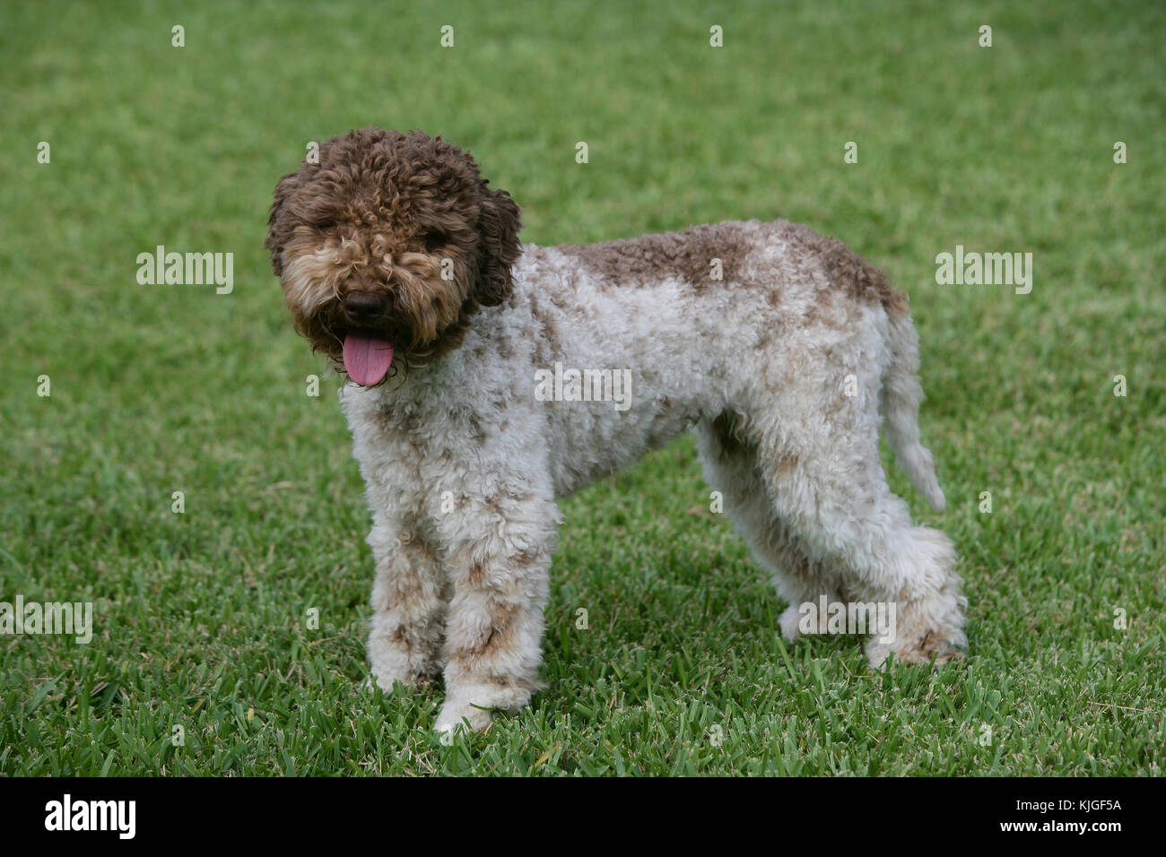 Lagotto Romagnolo Romagna Water Dog Water Dog Romagna steht auf Gras ...
