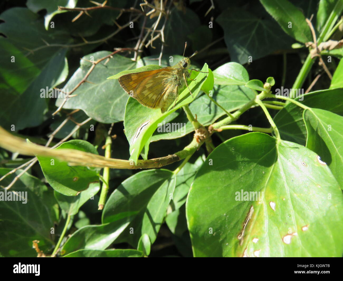 Ambienti naturali -Fotos und -Bildmaterial in hoher Auflösung – Alamy