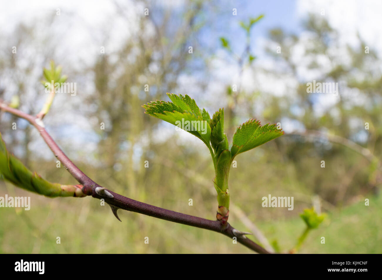 Hundsrose, Hundsrose, Heckenrose, Wildrose, junge Blätter, Blatt ...