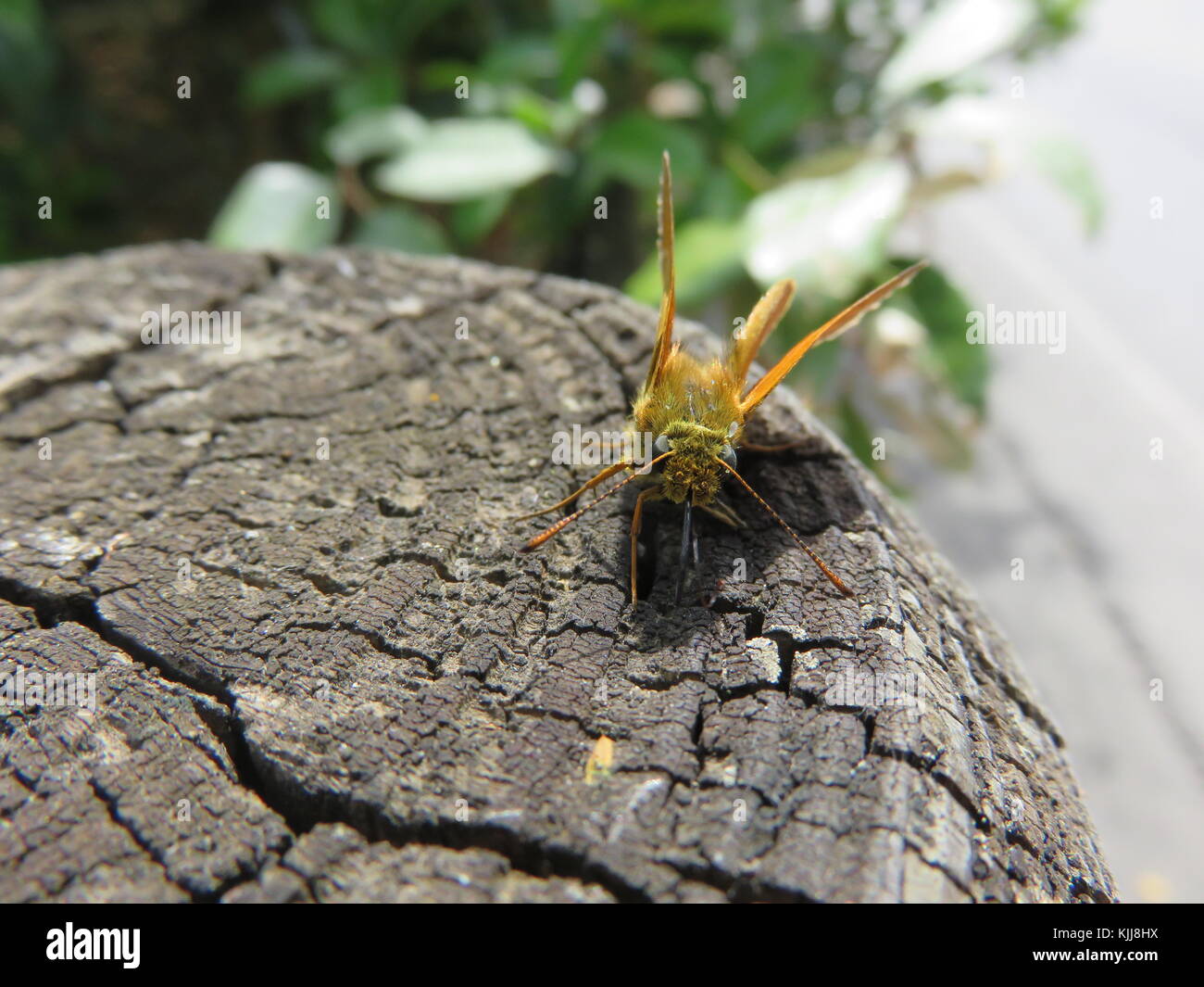 Ambienti naturali -Fotos und -Bildmaterial in hoher Auflösung – Alamy