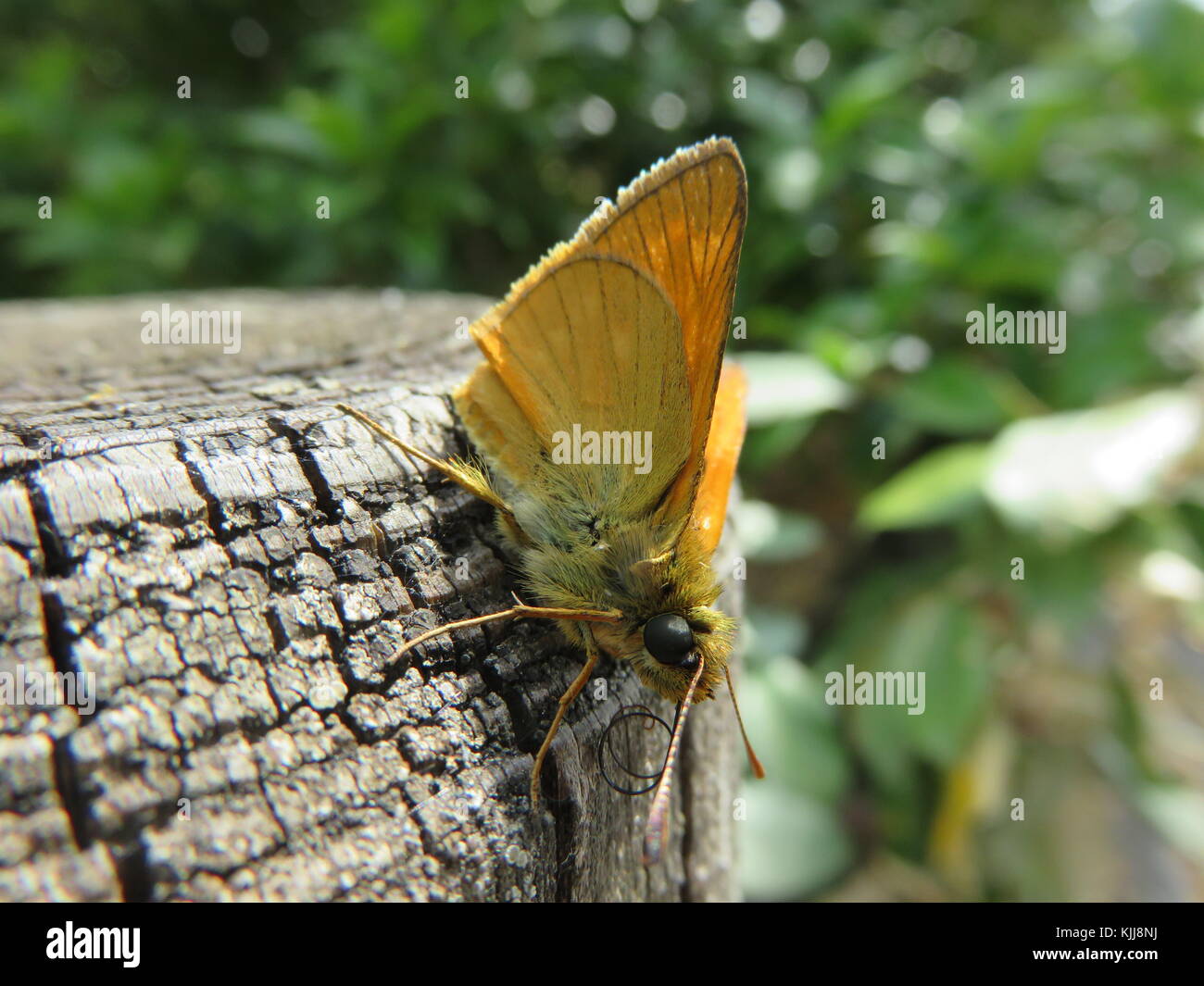 Ambienti naturali -Fotos und -Bildmaterial in hoher Auflösung – Alamy