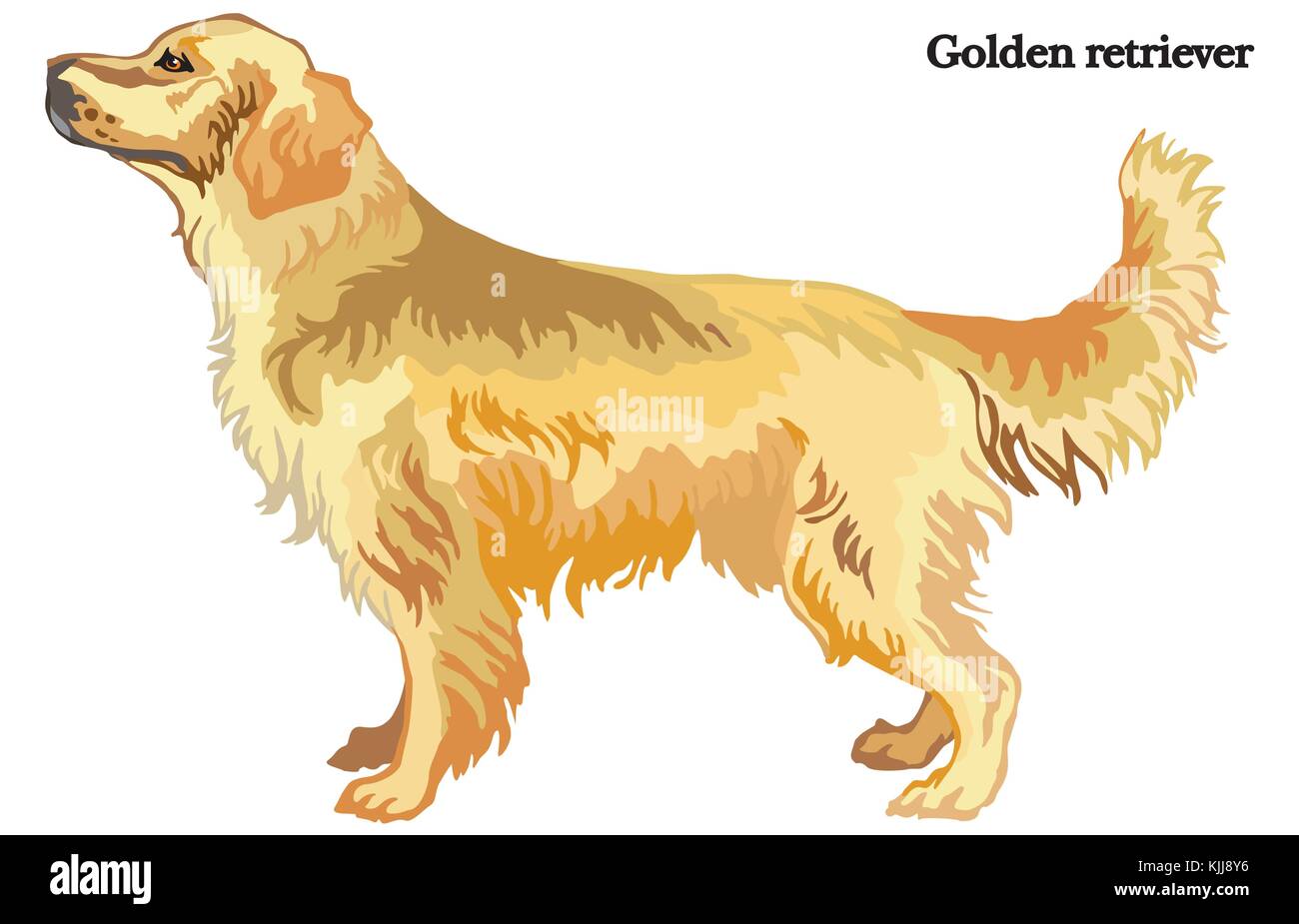 Portrait von ständigen im Profil hund Golden Retriever, Vektor bunte ...