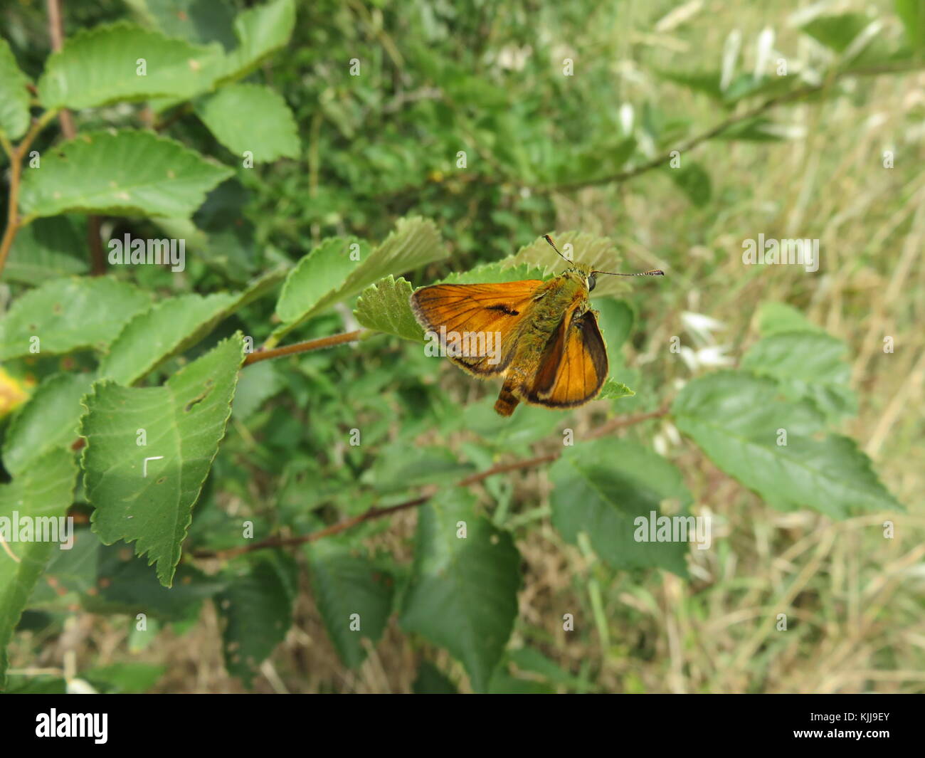 Ambienti naturali -Fotos und -Bildmaterial in hoher Auflösung – Alamy