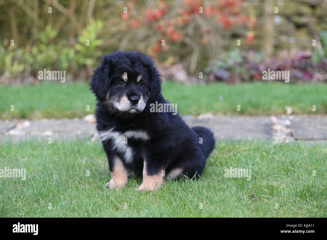 Tsang Khyi Stockfotos und -bilder Kaufen - Alamy