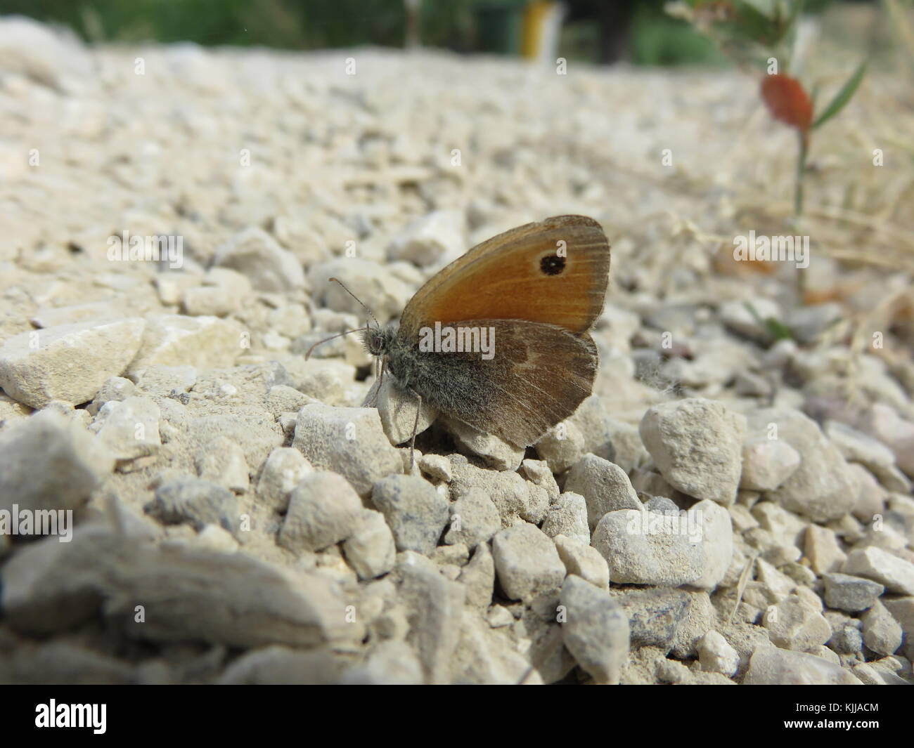 Ambienti naturali -Fotos und -Bildmaterial in hoher Auflösung – Alamy
