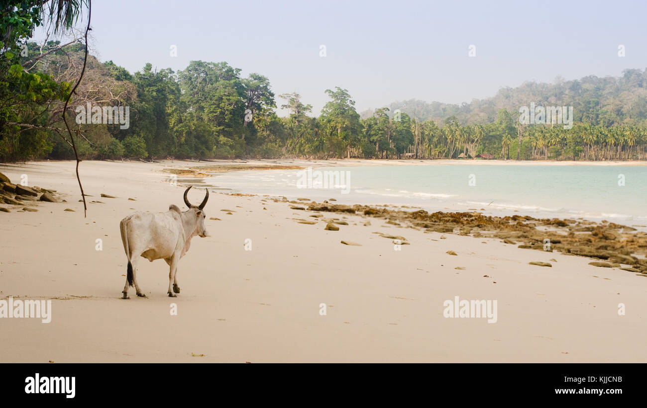 Kuh am strand spazieren -Fotos und -Bildmaterial in hoher Auflösung – Alamy