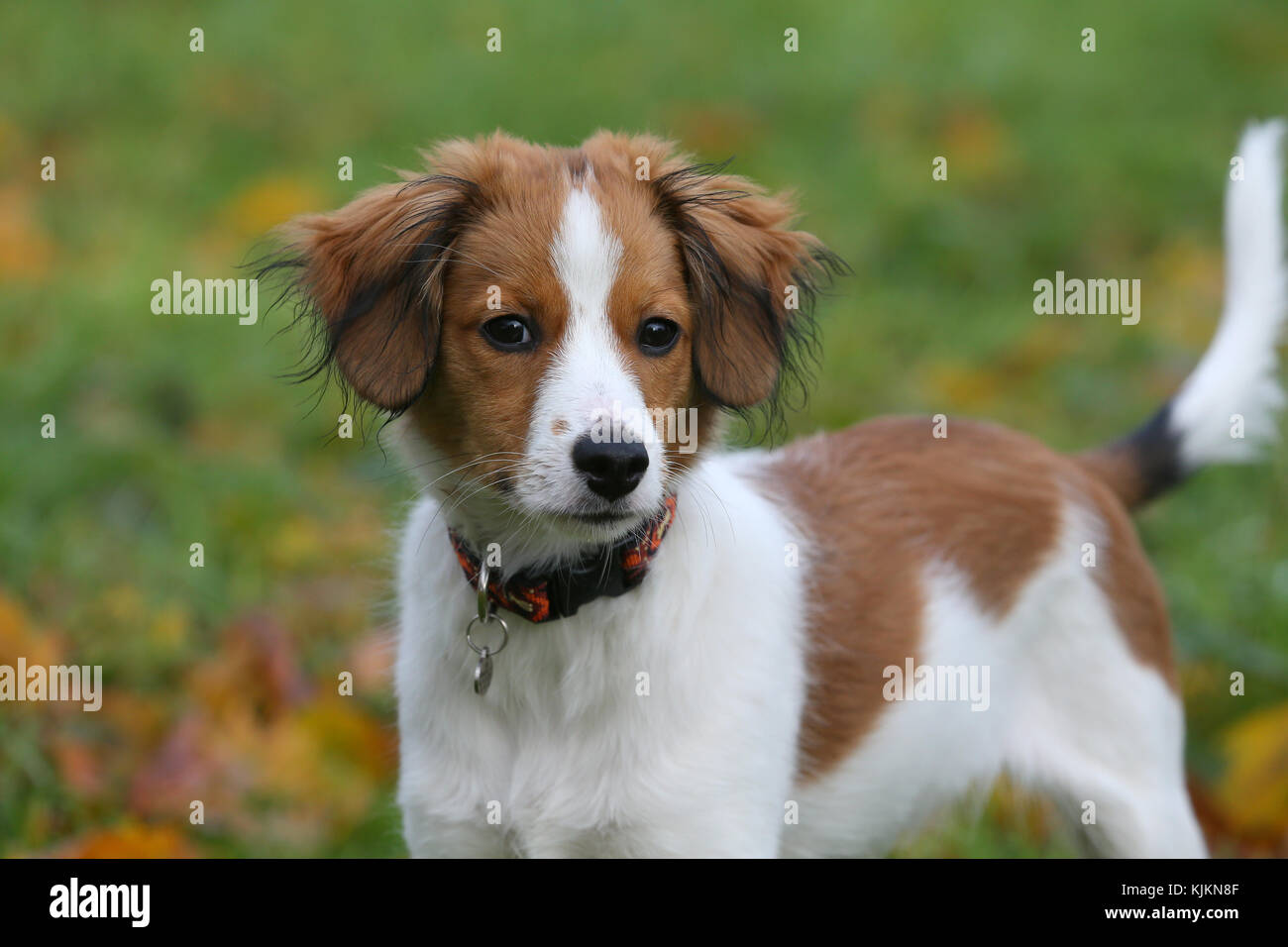 Nederlandse Kooikerhondje Stockfotos und -bilder Kaufen - Alamy