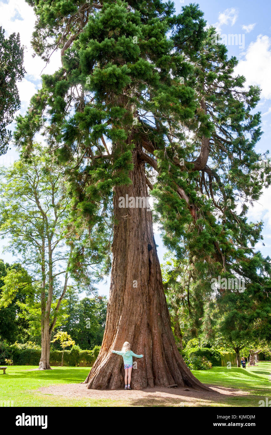 Kind umarmt baum -Fotos und -Bildmaterial in hoher Auflösung – Alamy