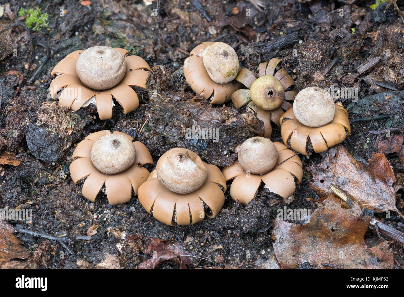 Geastrum floriforme -Fotos und -Bildmaterial in hoher Auflösung – Alamy