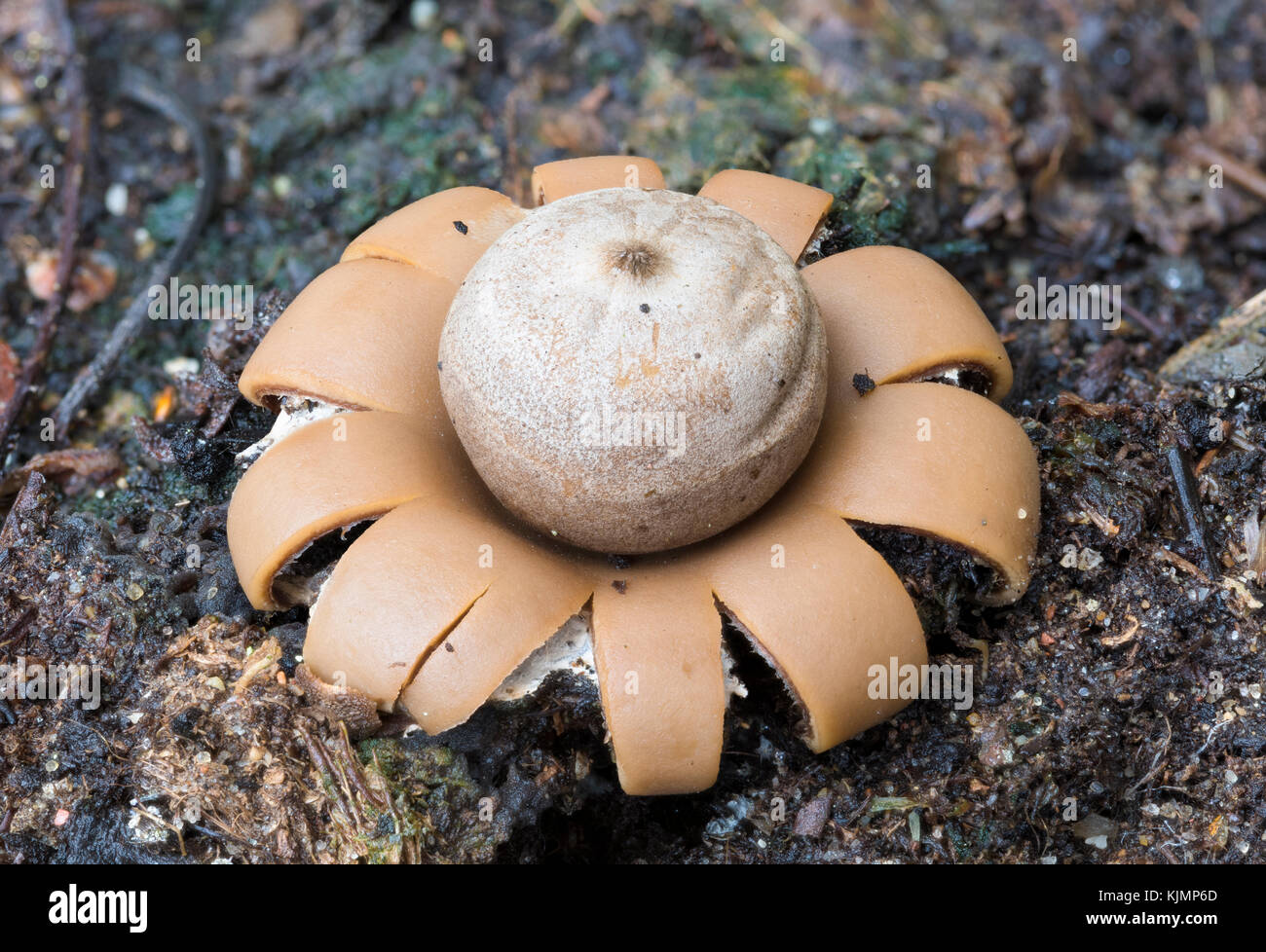 Geastrum floriforme -Fotos und -Bildmaterial in hoher Auflösung – Alamy