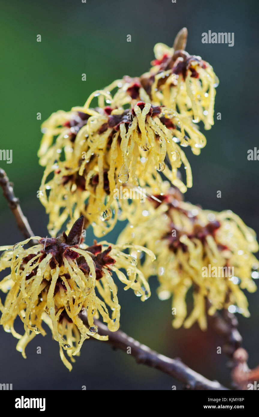 Chinesische hamamelis Stockfotos und -bilder Kaufen - Alamy