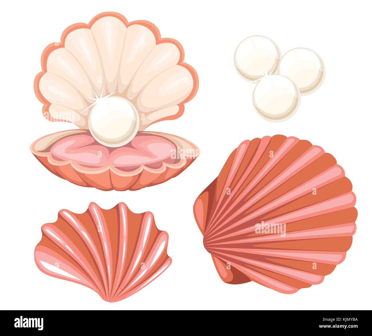 Rosa Muschel mit Perle. Vector Illustration auf weißem Hintergrund ...