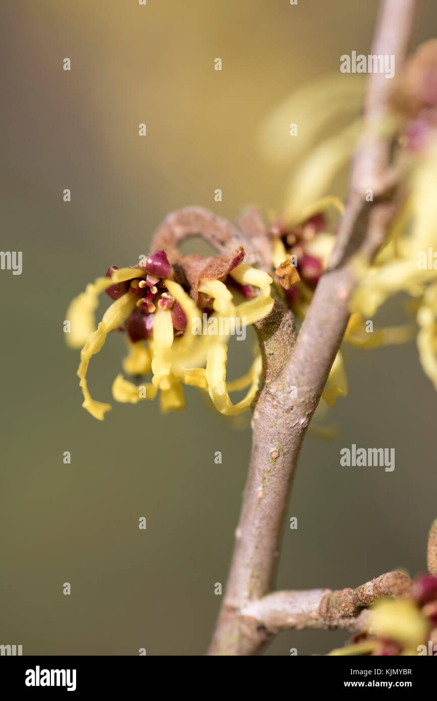 Hamamelis intermedia -Fotos und -Bildmaterial in hoher Auflösung – Alamy