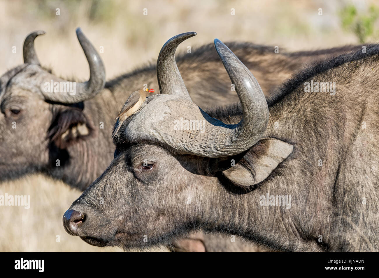 Afrikanische Büffel mit oxpecker Vögel im südlichen afrikanischen ...