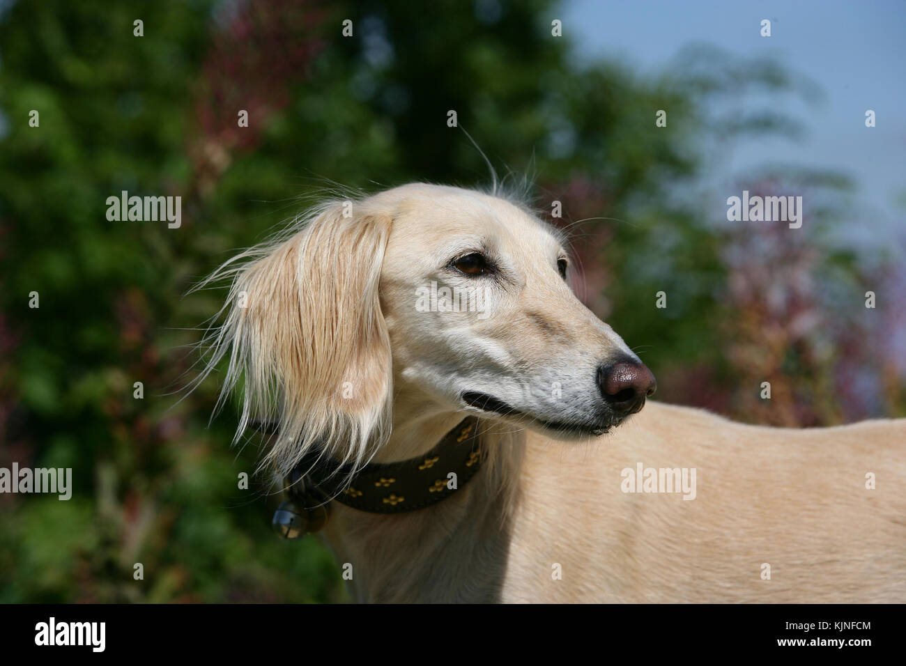 Arabian greyhound -Fotos und -Bildmaterial in hoher Auflösung – Alamy